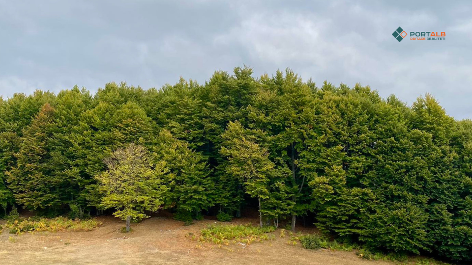 Mali Sharr, ose si Maqedonia e pavarur po bën park nacional – Portalb